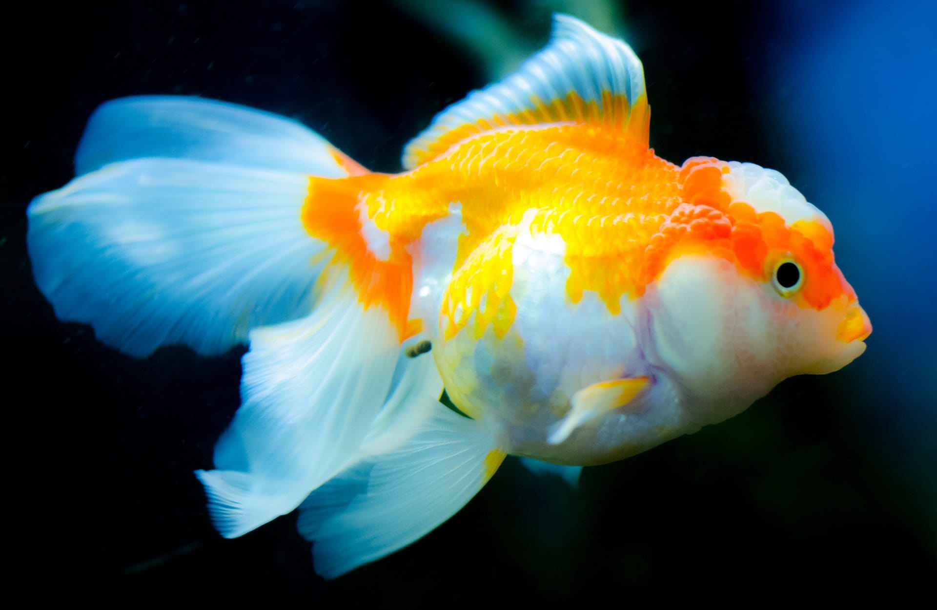 What is the most popular fish for a pet?