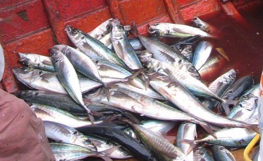 What is the most popular fish in Chile?