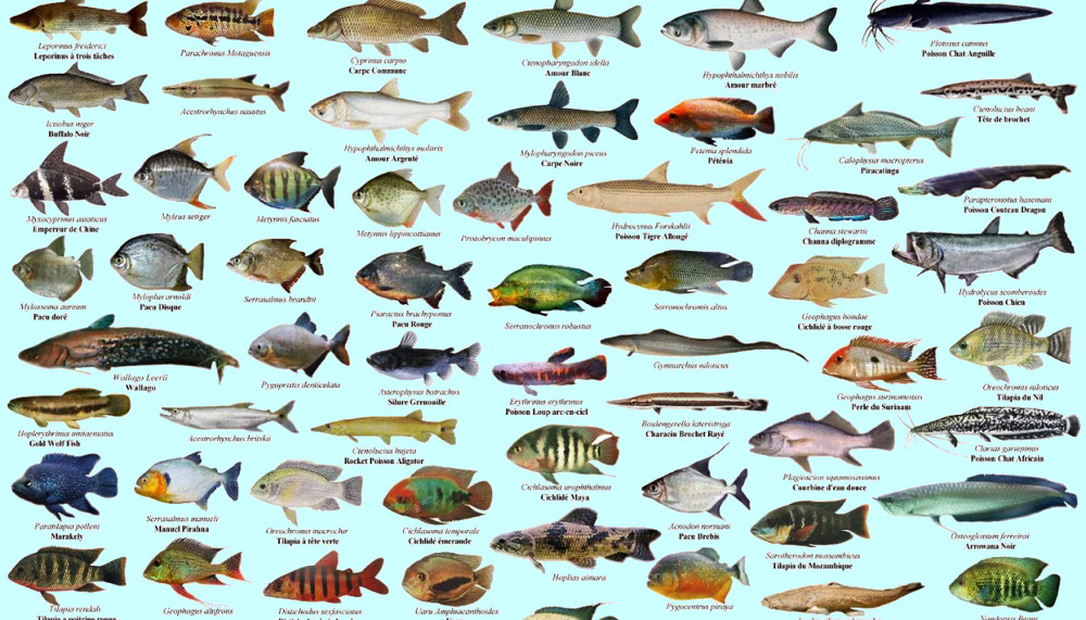 What is the most popular fish to fish for in the US?