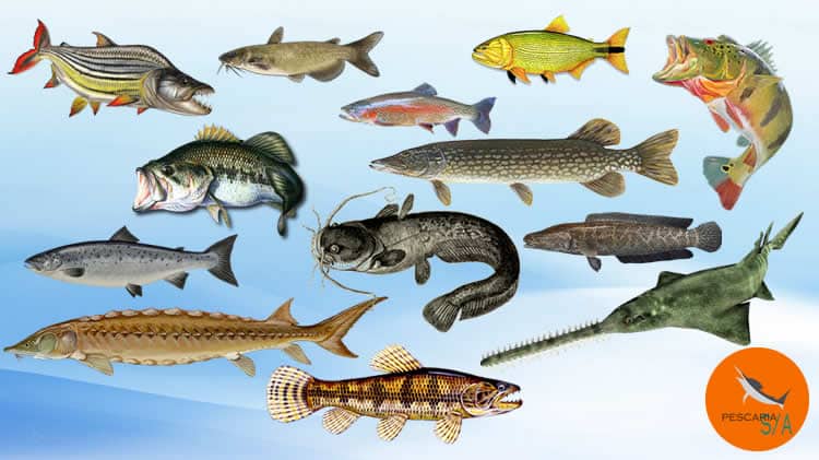 What is the most popular freshwater game fish?