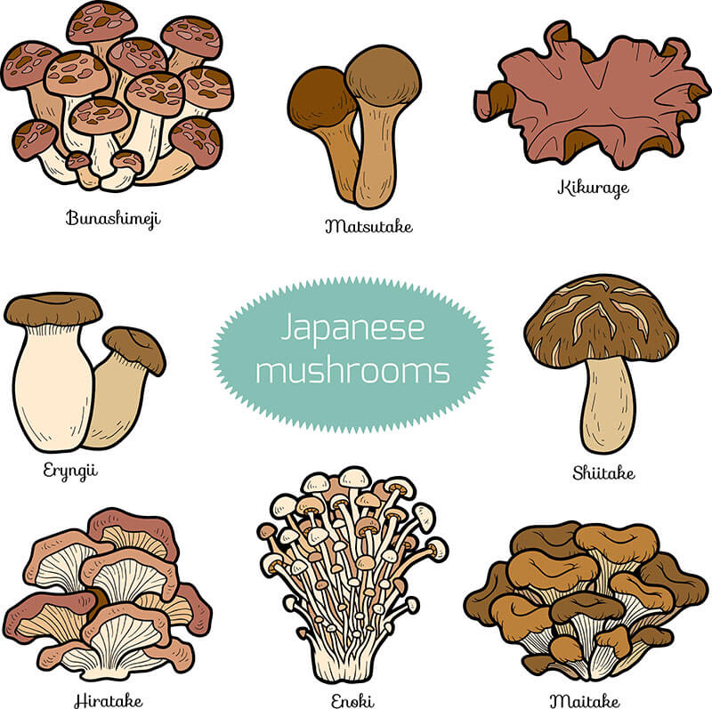 What is the most popular mushroom in Japan?