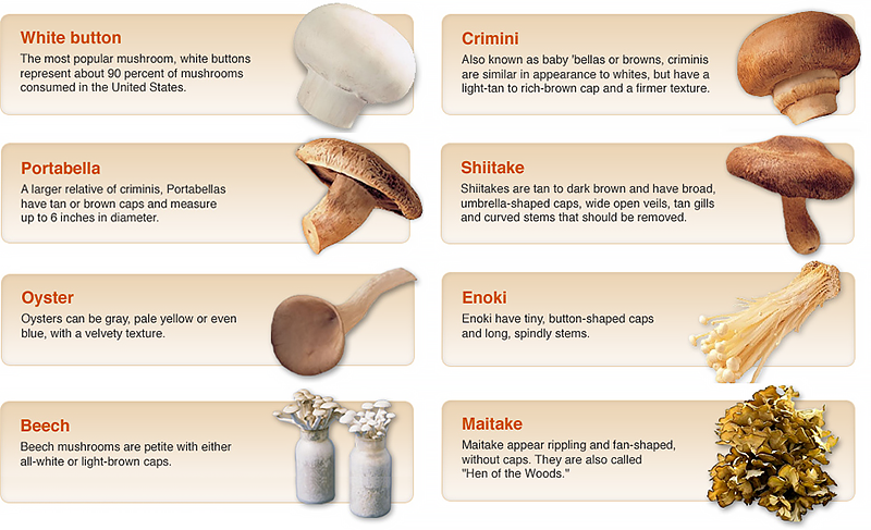 What is the most popular mushroom?