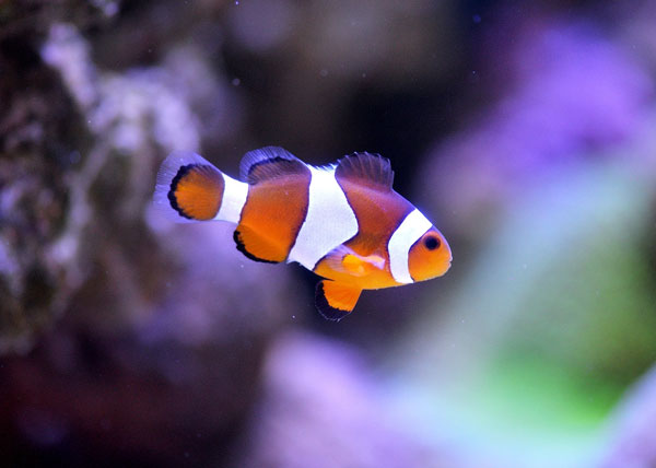 What is the most popular saltwater fish?