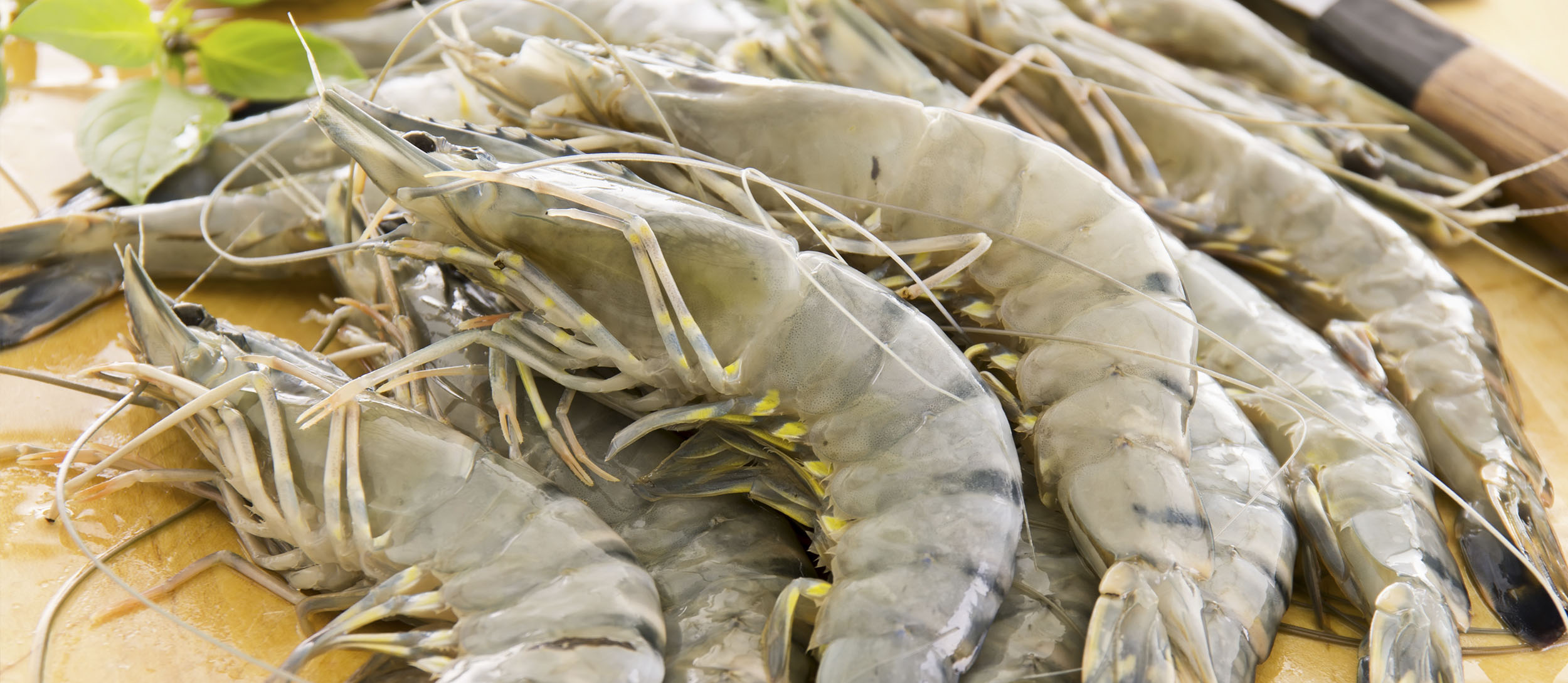 What is the most popular shellfish in the world?