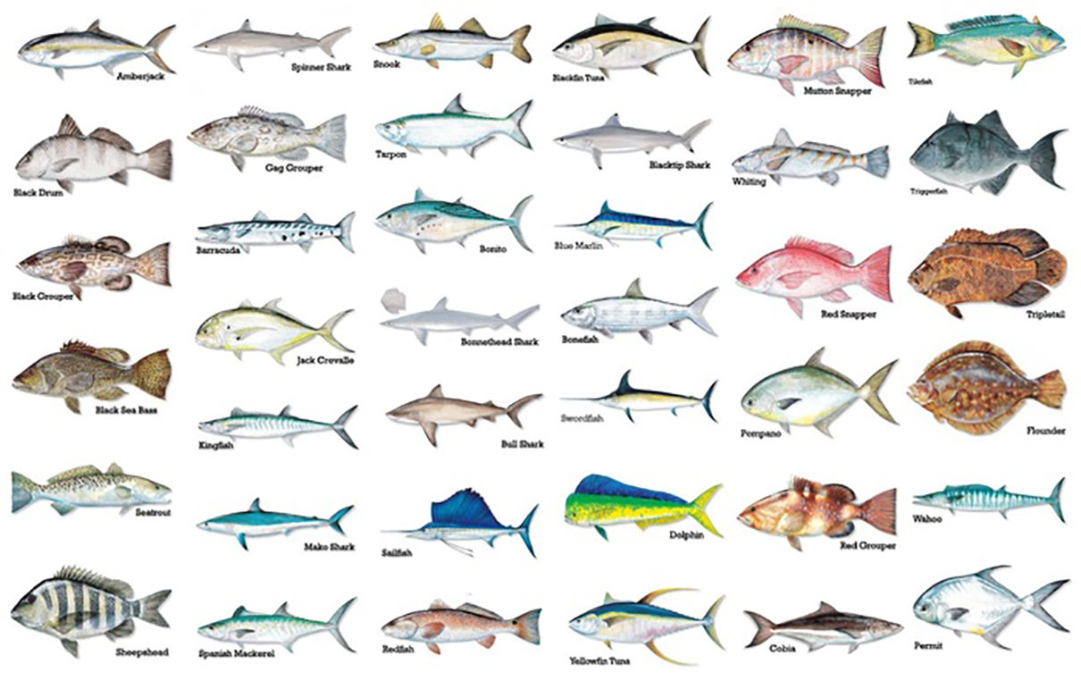 What is the most popular sport fish?