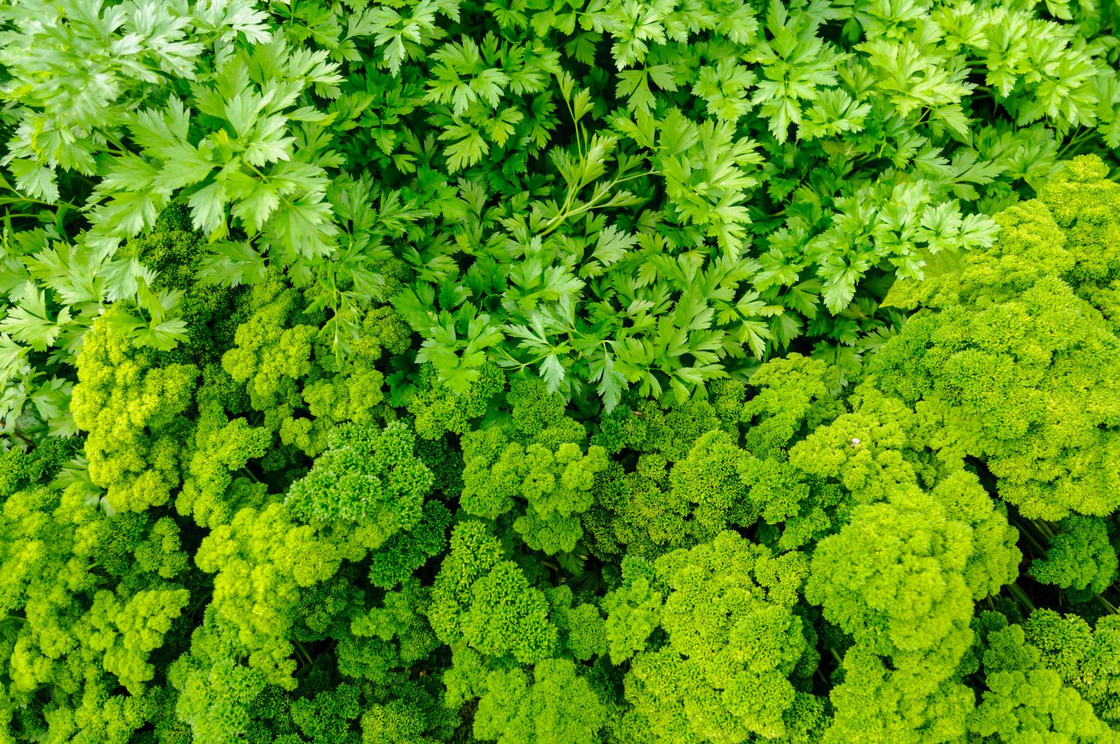 What is the most popular variety of parsley?