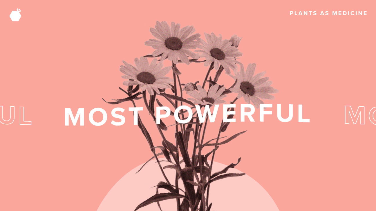 What is the most powerful herbs in the world?