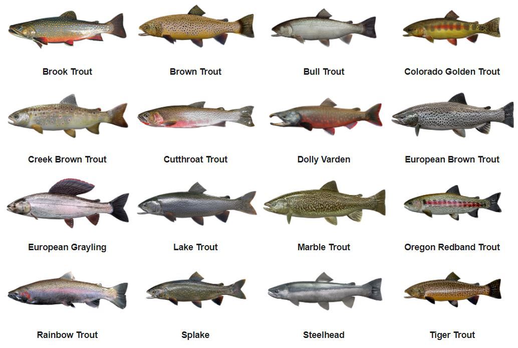 What is the most prized trout?