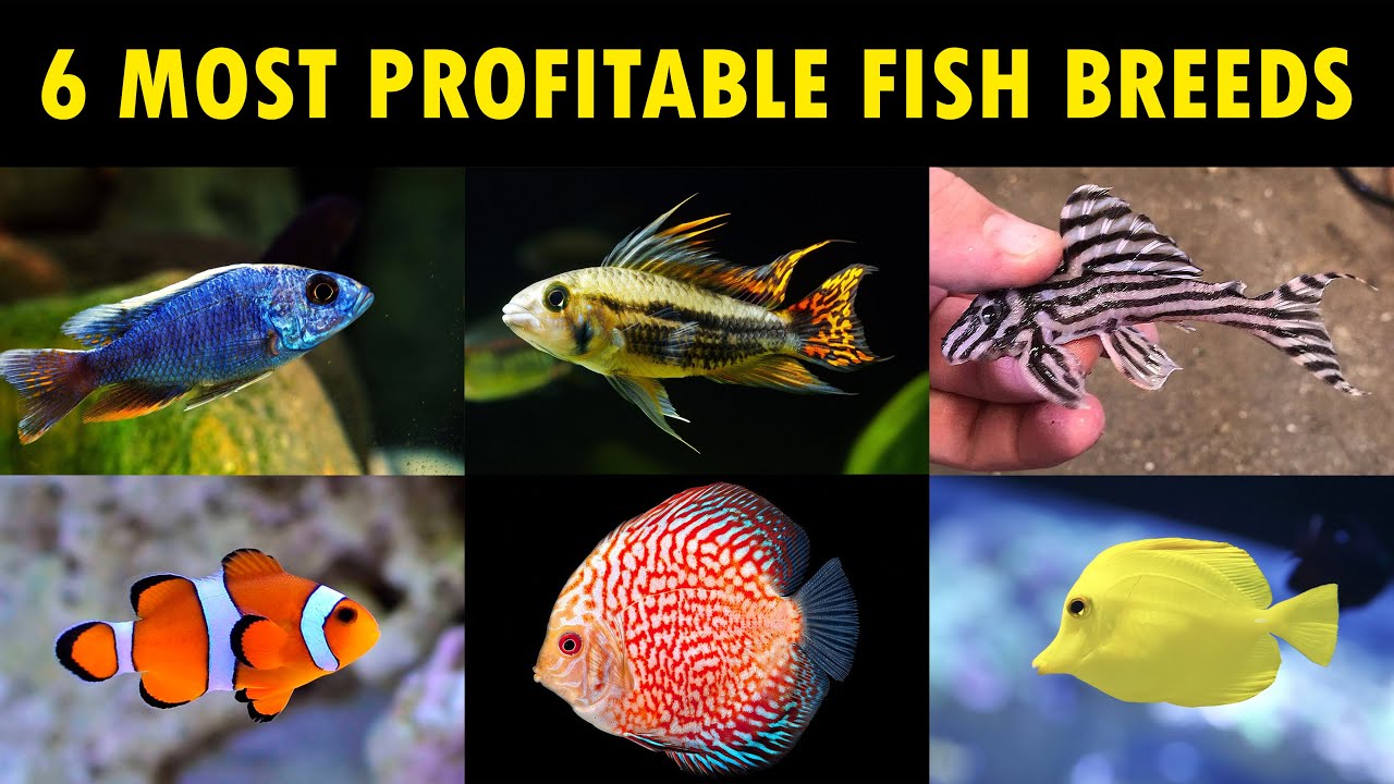 What is the most profitable fish to breed?