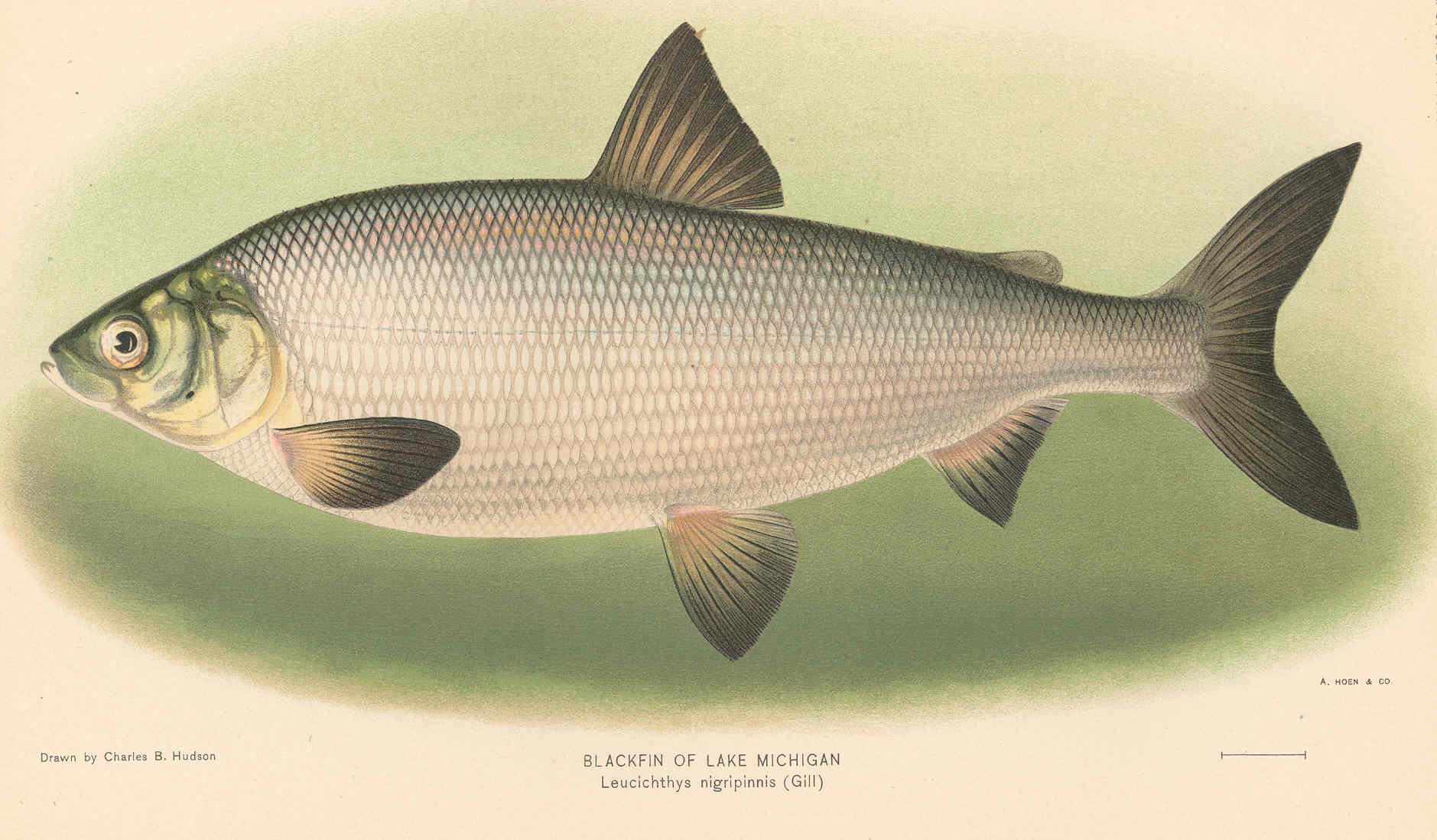 What is the most recent extinct fish?