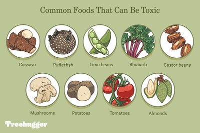What is the most toxic vegetable to eat?