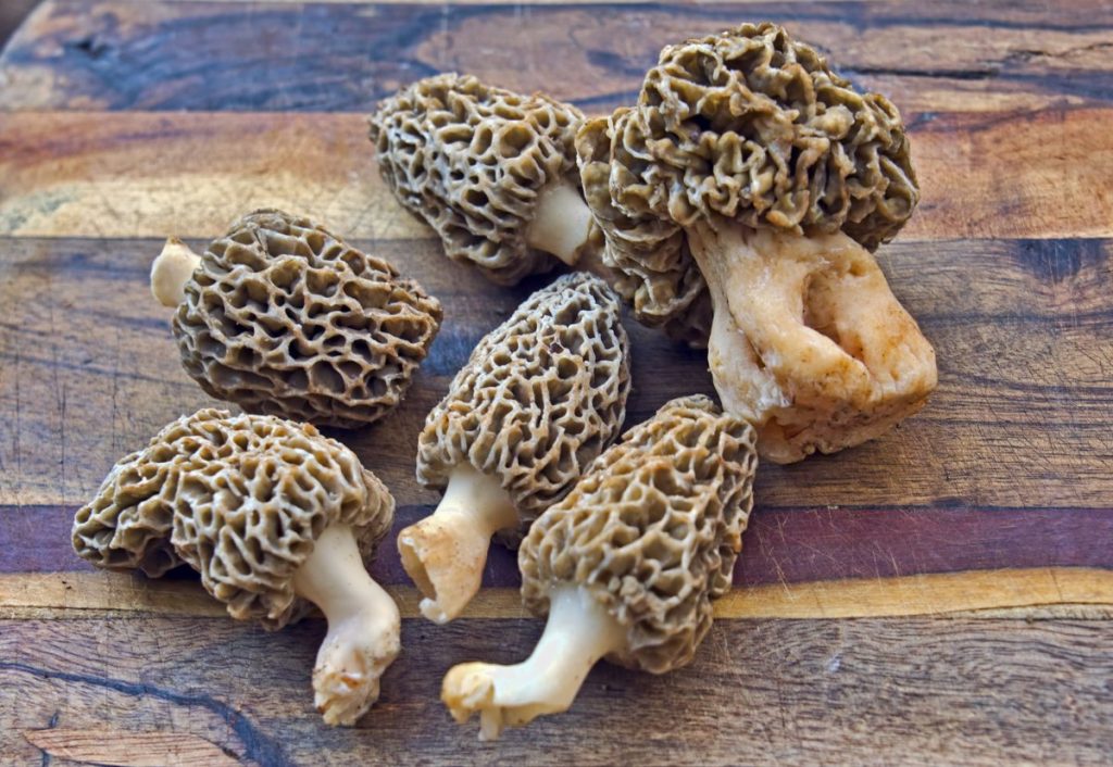 What is the most wanted mushroom?