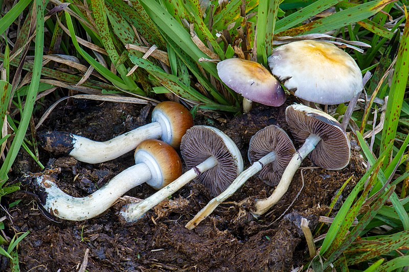 What is the most widely grown mushroom?