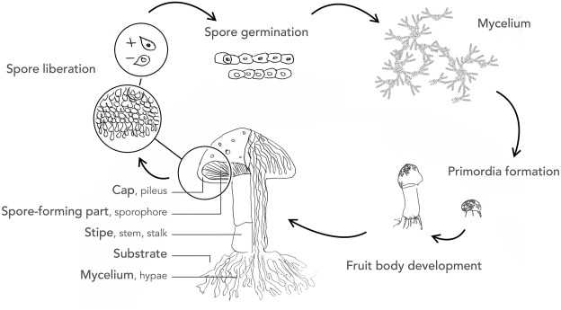 What is the mushroom immunology framework?