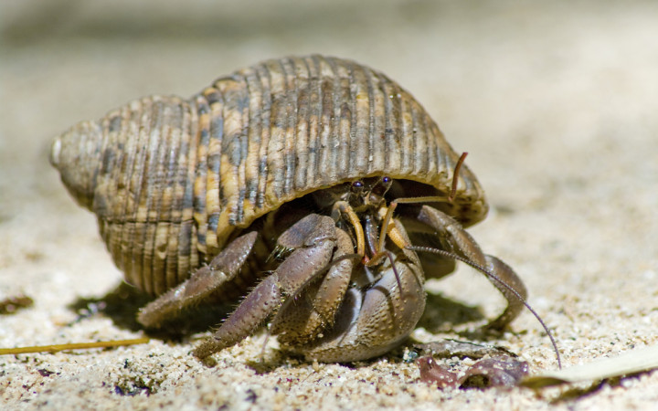 What is the name of a crab's shell?