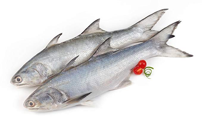 What is the name of Indian salmon in Tamil?
