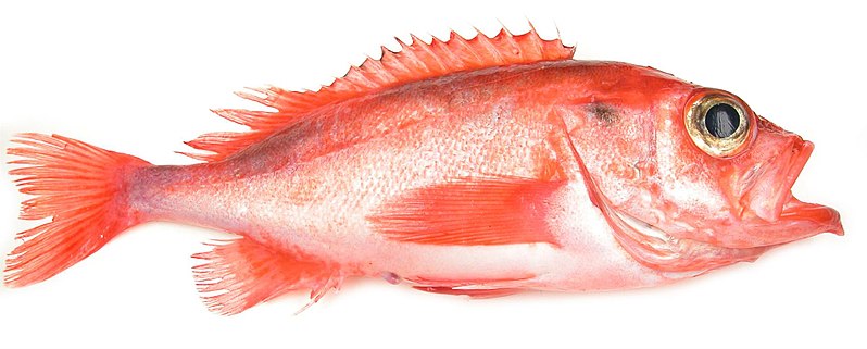 What is the name of orange red fish?