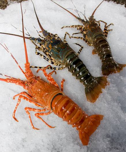 What is the natural colour of a lobster?