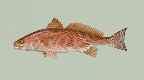 What is the NC State fish?