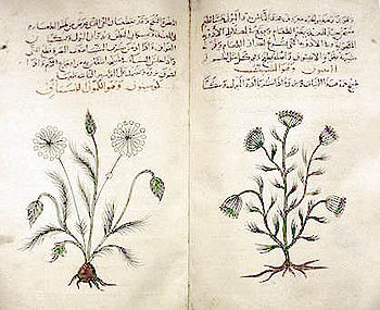 What is the oldest known medicinal herb?