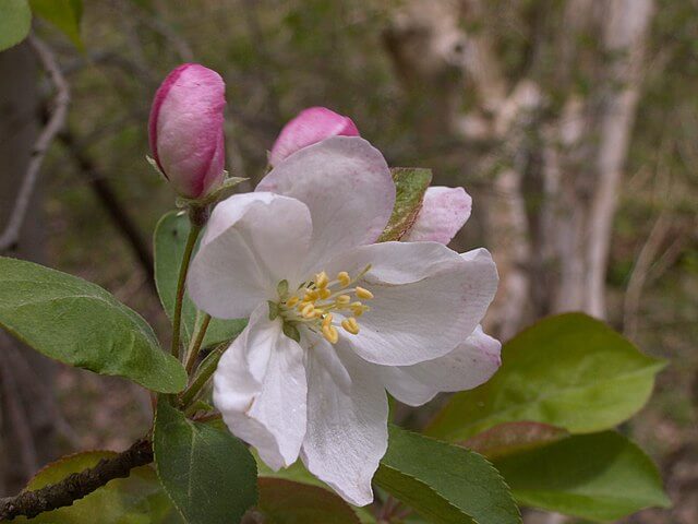 What is the only apple tree that is native to the United States?