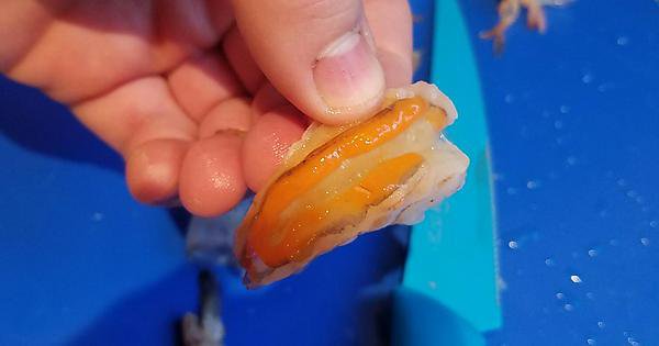 What is the orange stuff in prawn head?