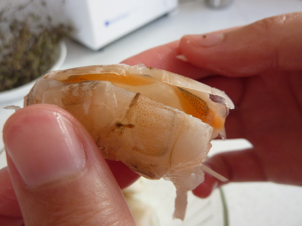 What is the orange thing in shrimp head?