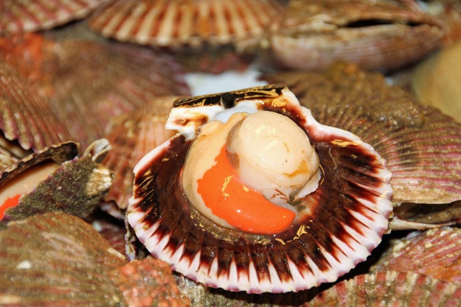 What is the orange thing on a scallop?