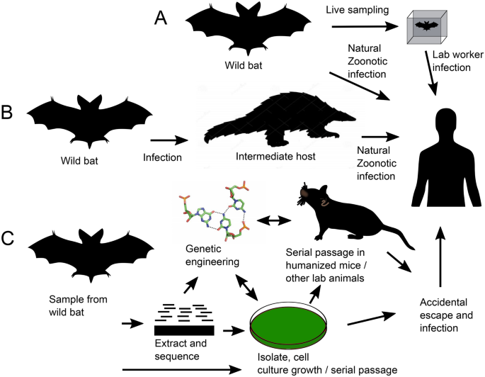 What is the origin of COVID-19?