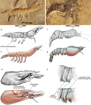 What is the origin of shrimp?