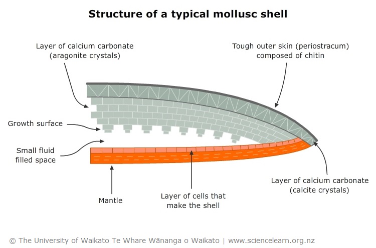 What is the outer layer of the mollusc shell?