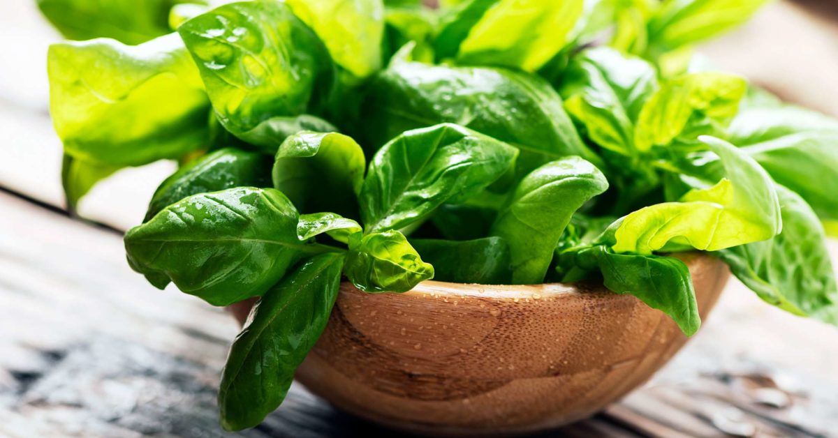 What is the plant basil used for?