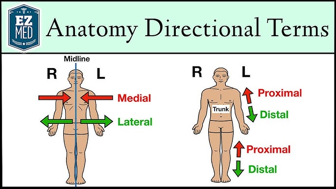 What is the prefix for distal?