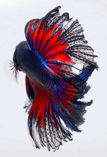 What is the prettiest pet fish?