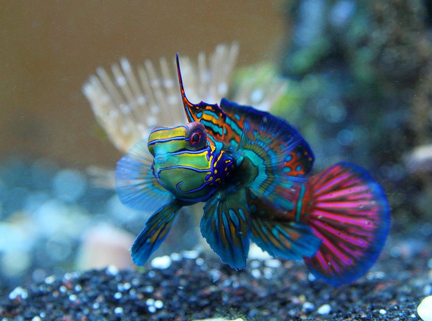 What is the prettiest saltwater fish?