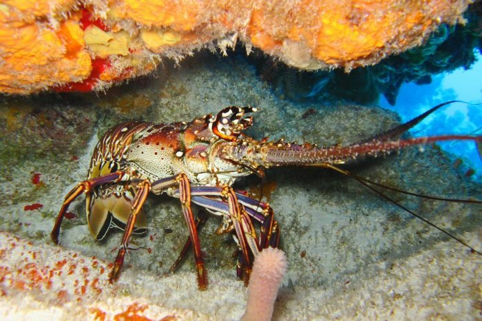 What is the prey of a lobster?