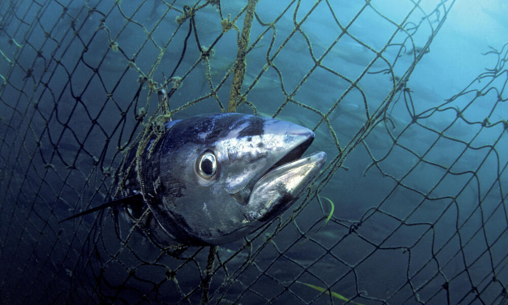 What is the problem with bluefin tuna?