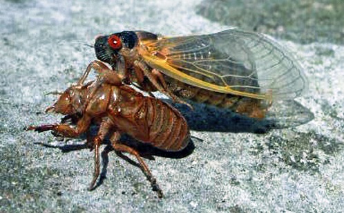 What is the process of molting in arthropods?