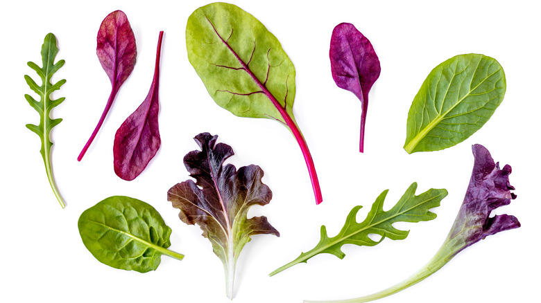 What is the purple lettuce in spring mix?