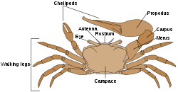 What is the purpose of a crab?