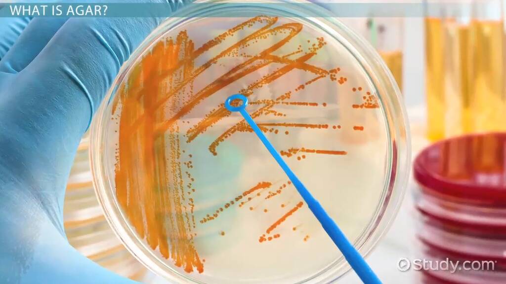 What is the purpose of adding agar?