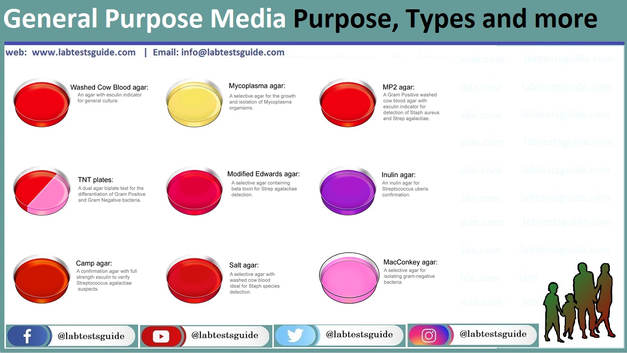 What is the purpose of agar in the media?