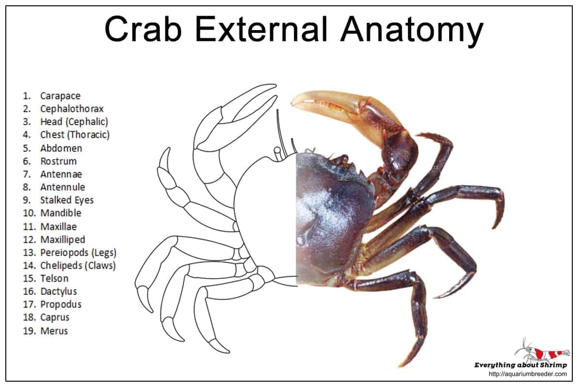 What is the purpose of crabs?