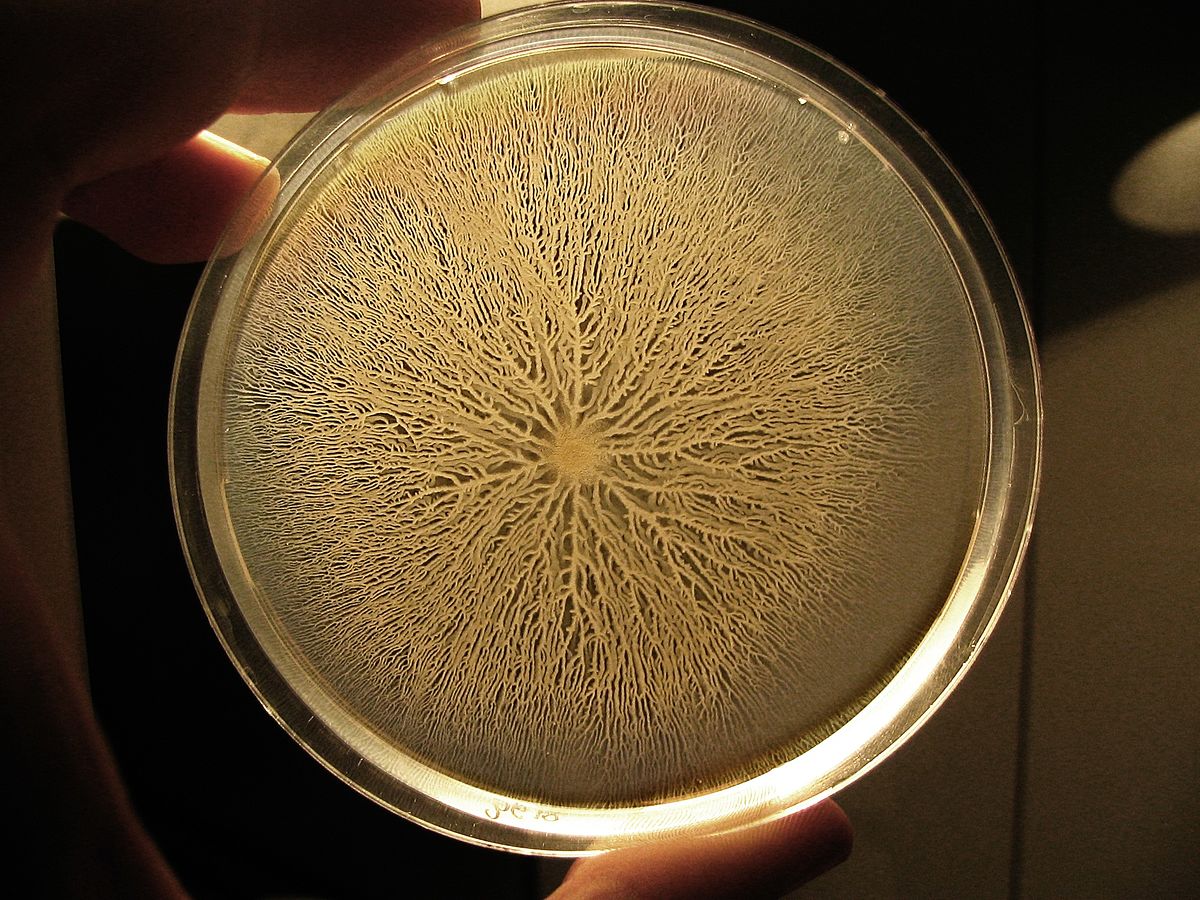 What is the purpose of the agar in a bacterial culture plate?