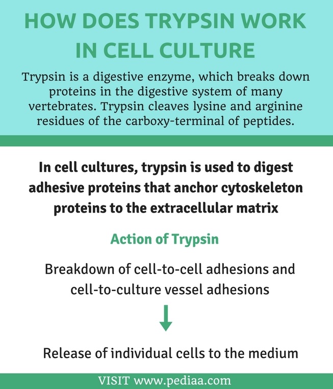 What is the purpose of trypsin?