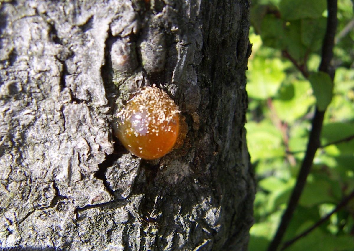 What is the purpose of vegetable gum?