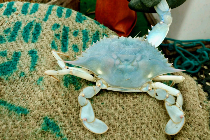 What is the rarest color of crab?