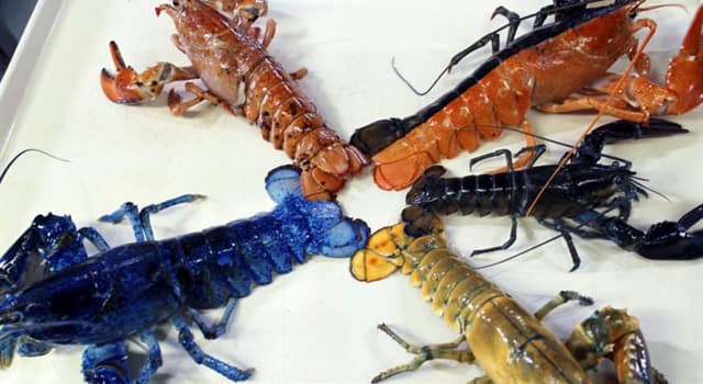 What is the rarest colour of lobster found in nature?