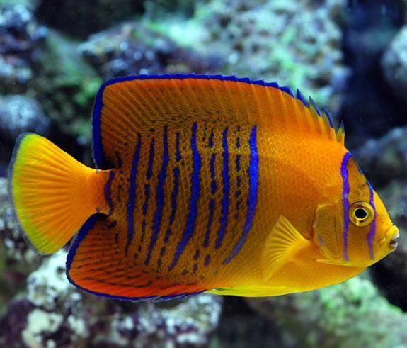 What is the rarest fish in saltwater?