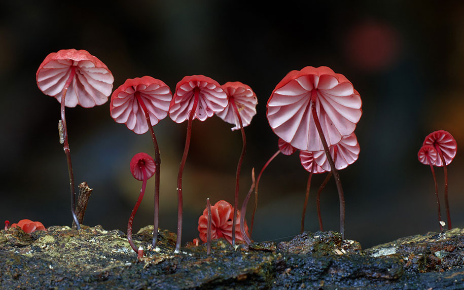 What is the rarest fungi in the world?